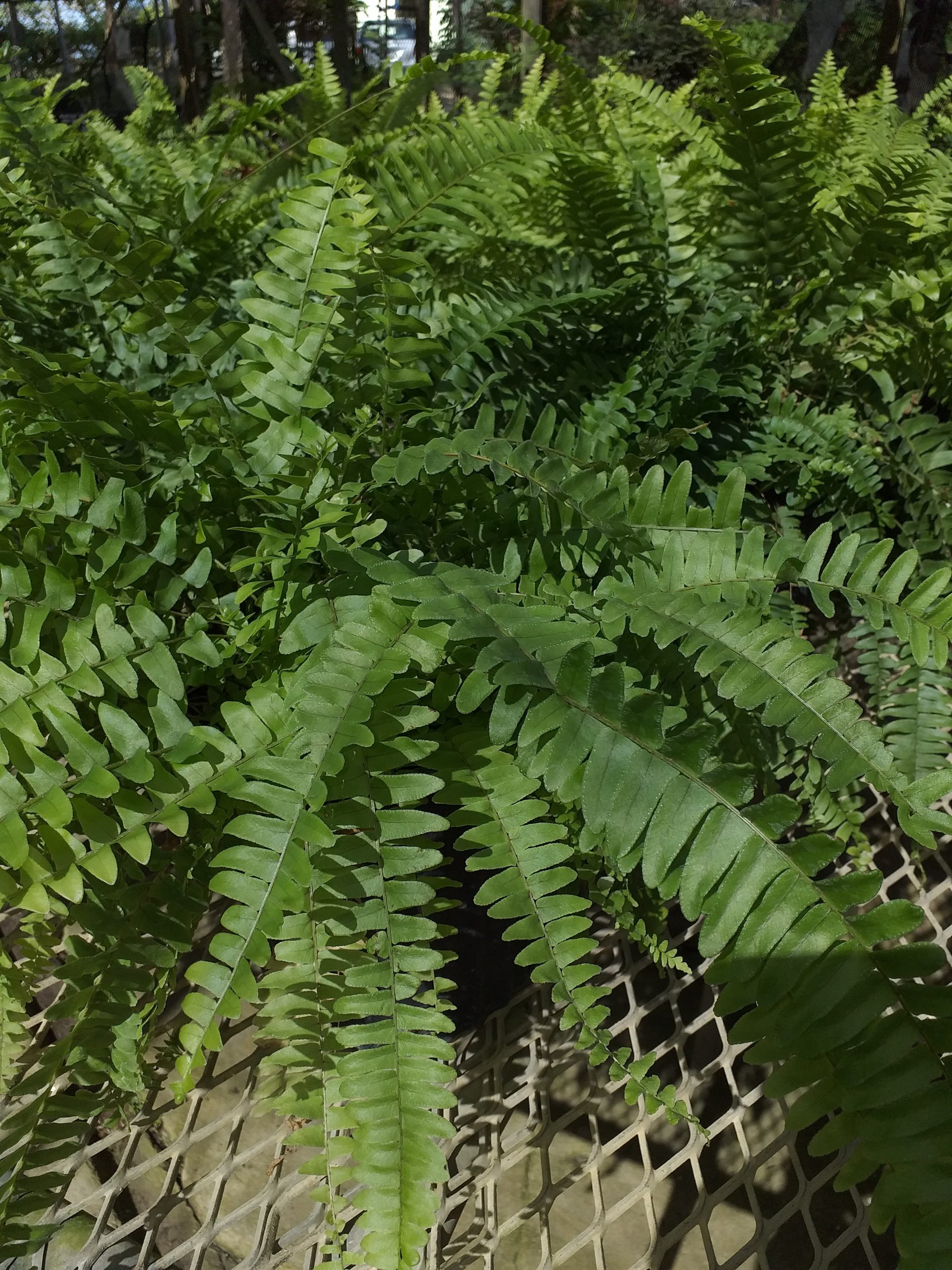 Boston Fern 2 – National Conservation Commission