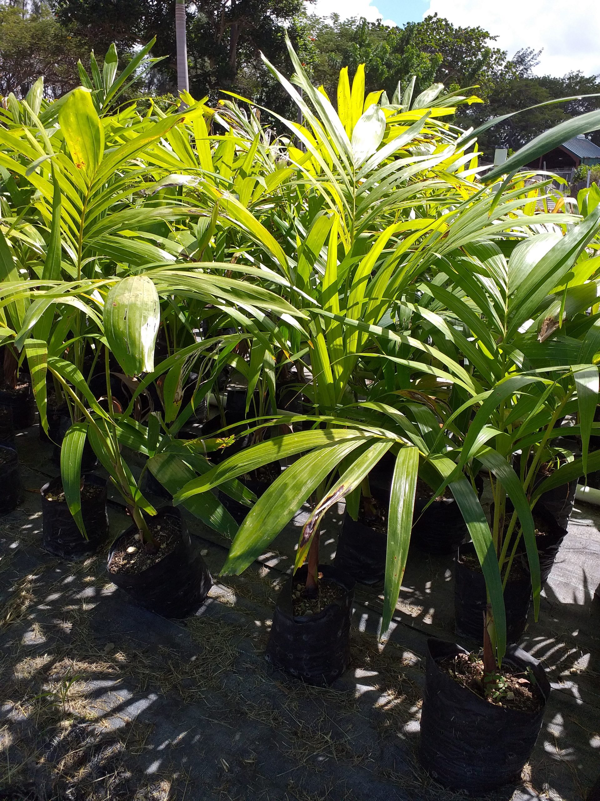 Christmas Palm – National Conservation Commission